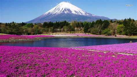 Mount Fuji Purple Wallpapers Wallpaper Cave