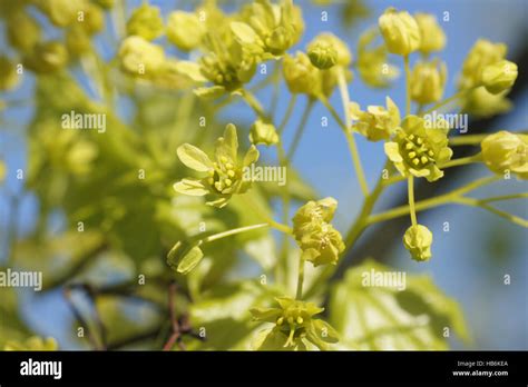 Norwegen ahorn frucht Fotos und Bildmaterial in hoher Auflösung Alamy