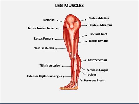 Leg Muscles Labeled