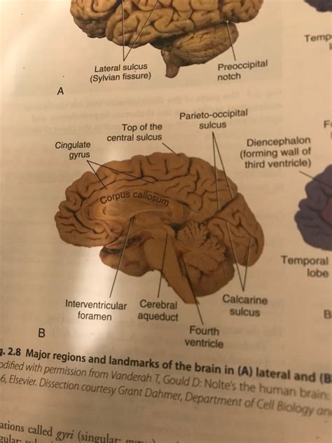 Neuroscience 4 Diagram Quizlet