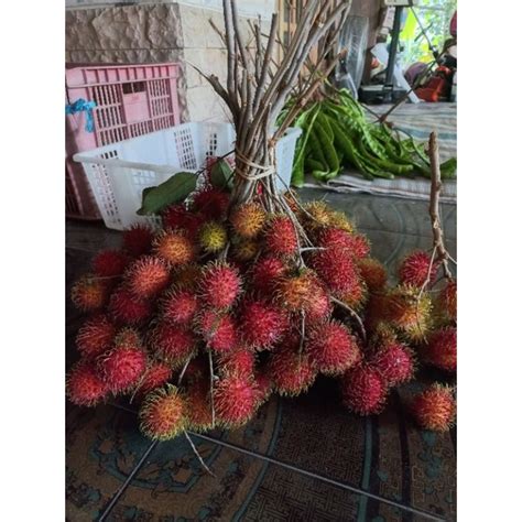 Jual Buah Rambutan Segar Shopee Indonesia
