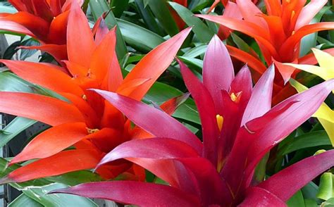 Quelles sont les plus belles fleurs d intérieur Housekeeping