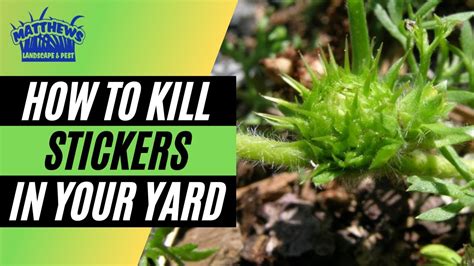 How To Get Rid Of Stickers In Yard Lawn Prevent Them