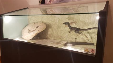 Dinosauri In Italia Museo Civico Di Storia Naturale Di Trieste