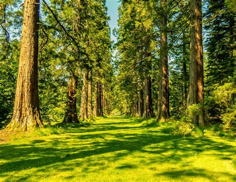 Los Hermosos Bosques De Secuoyas Gigantes En California Las Mejores