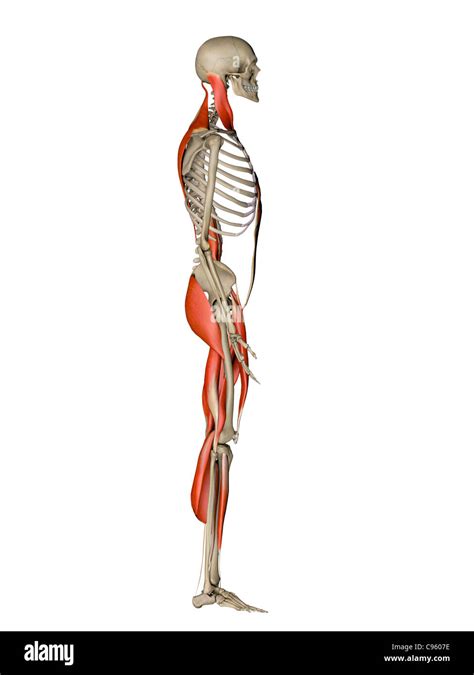 Male Muscles Artwork Stock Photo Alamy