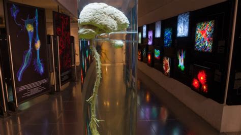 Universum Museo On Twitter Rt Universummuseo Universum Cuenta Con