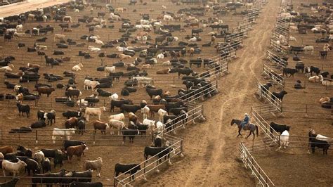 American Ranchers Raise Million Beef Cattle This Way American