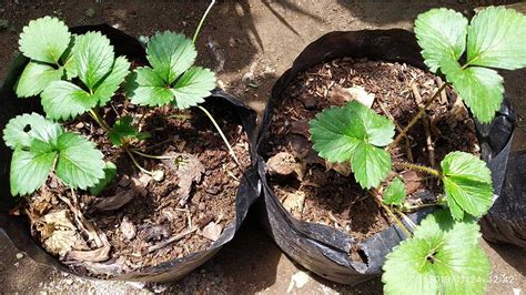 Cara Menanam Strawberry Yang Cara Menanam Strawberry Hidroponik
