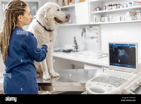 Ultraschall Herz Stockfotos Und Bilder Kaufen Alamy