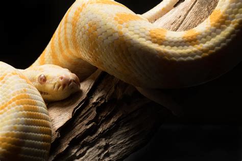 Dream About Yellow And White Snake Spiritual Meanings Interpretation