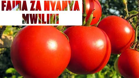 FAIDA ZA NYANYA MWILINI TIBA ASILI YA NYANYA YouTube