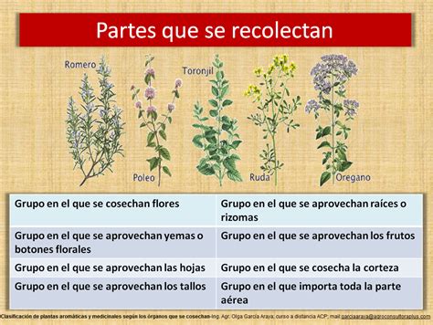 Details 48 tipos de árboles medicinales Abzlocal mx