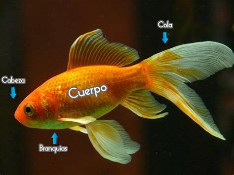 ᐈ Cuáles son las Partes de un Pez Conoce su Anatomía