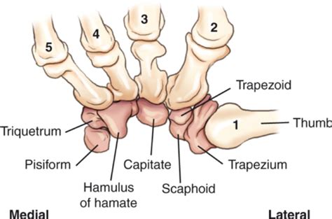 Anatomy Exam Flashcards Quizlet