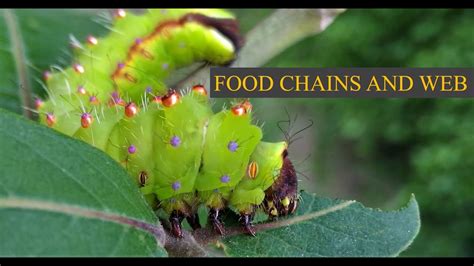 FOOD CHAINS AND WEB YouTube