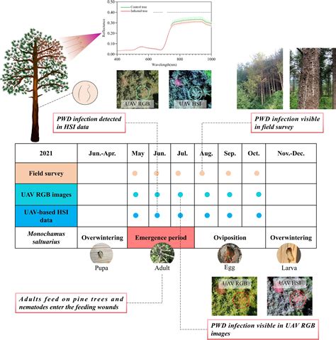 frontiers early detection of pine wilt disease tree candidates using time series of spectral