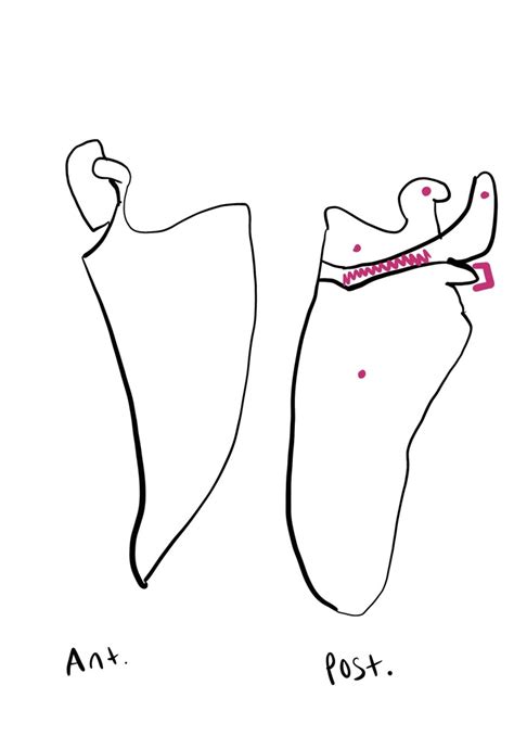Scapula Diagram Quizlet