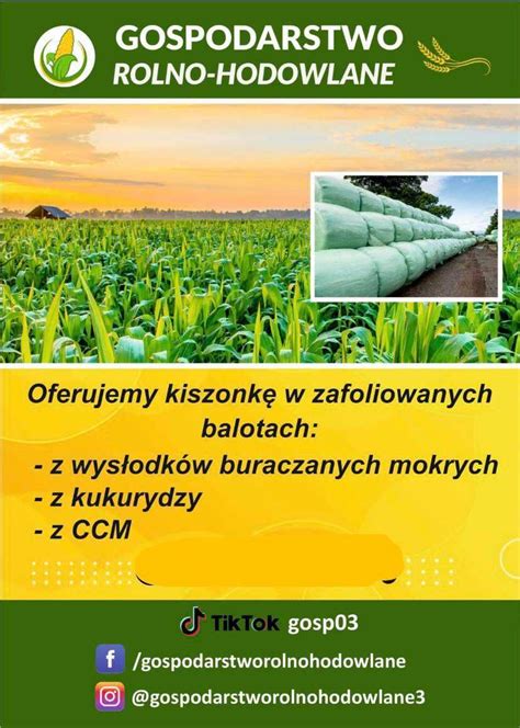 Kiszonka z kukurydzy w belach Rzgów OLX pl