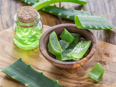 Para qué sirve el aloe vera Beneficios y propiedades de esta planta