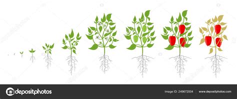 Etapy wzrostu rośliny papryki Ilustracja wektorowa Capsicum annuum