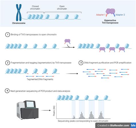 Single Cell Sequencing Introduction Principle Types Discovery