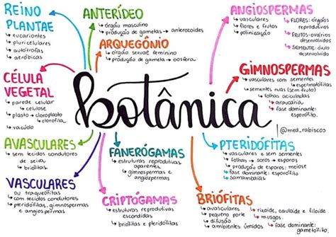 Botânica resumos e mapas mentais Infinittus