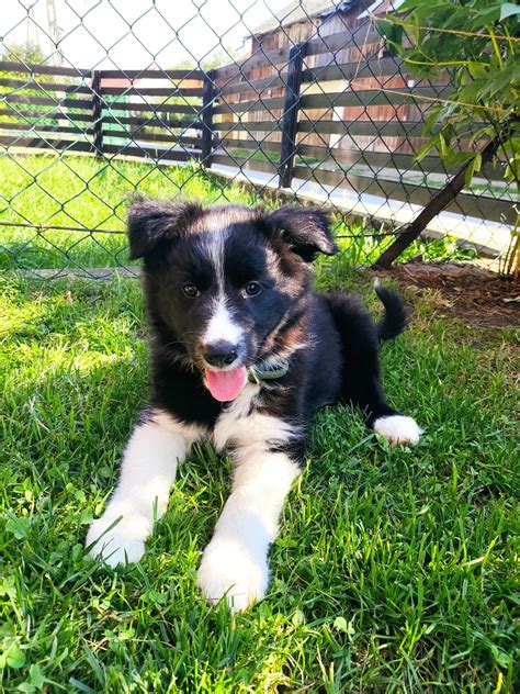 Border Collie czarno biała suczka Nowy Targ OLX pl