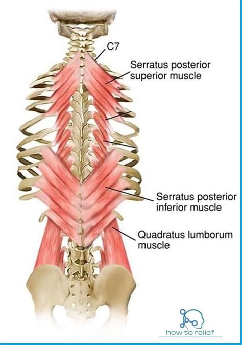 Serratus Posterior Superior Inferior Muscles Intermediate Muscles Of