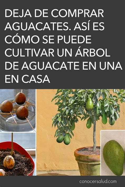 Arbol De Aguacate En Maceta
