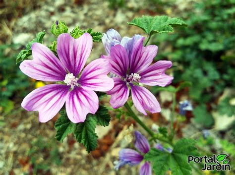 Propiedades de la malva Portal Jardín Huerto Jardín y Cocina