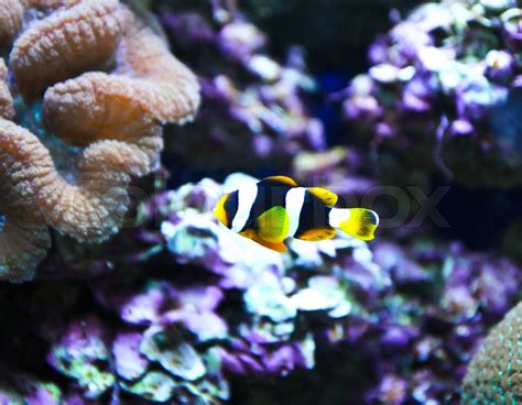 Korallenriffe Und Tropische Fische In Einem Aquarium Stock Bild
