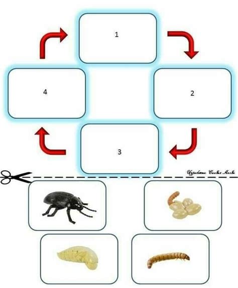 Pin by Zuzana on Projekty na vyskúšanie Nature activities preschool
