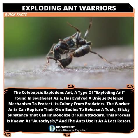Colobopsis Explodens The Self Sacrificing Ants YouTube