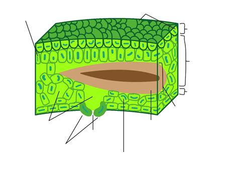 Leaf Cross Section Diagram Quizlet