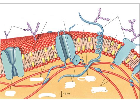 Phospholipid Bilayer Diagram Quizlet