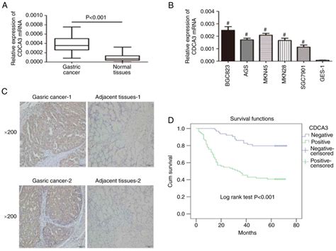 CDCA3 Is A Potential Prognostic Marker That Promotes Cell Proliferation