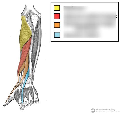 Deep Compartment Of Posterior Forearm Diagram Quizlet