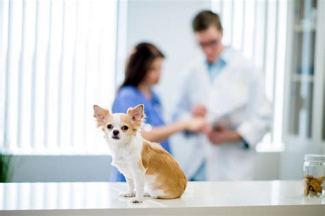 Cistinuria en Perros Síntomas Causas Y Tratamientos 2024