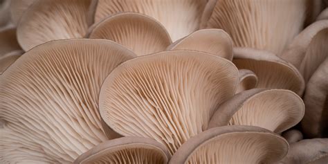 Oyster Mushroom Identification
