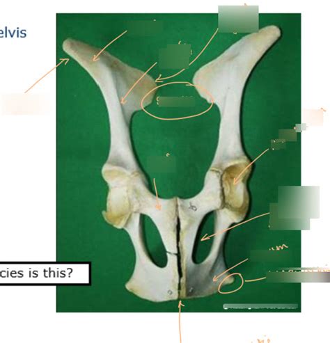 Pelvic Anatomy Diagram Quizlet