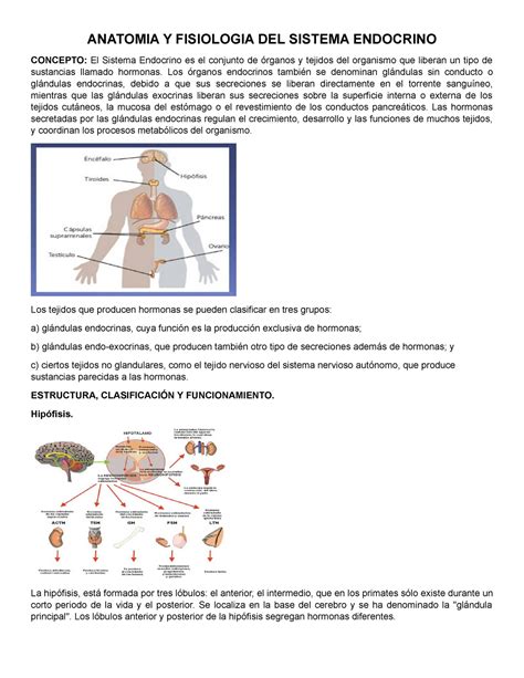 Anatomia Y Fisiologia DEL Sistema Endocrino 123 ANATOMIA Y FISIOLOGIA
