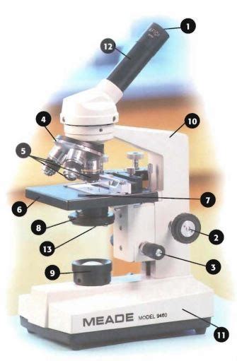 Diagram Of Grade Science Chapter Compound Light Microscope Quizlet