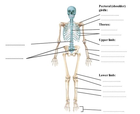 Skeleton Diagram Quizlet