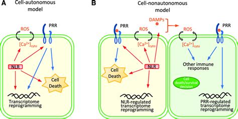 Cell Autonomous And Cell Nonautonomous Models For The Role Of Pattern