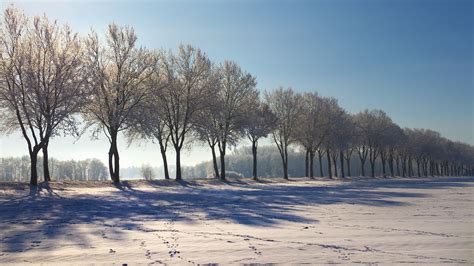 Rboles Nieve Invierno Foto Gratis En Pixabay Pixabay
