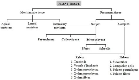 Types Of Plant Tissue
