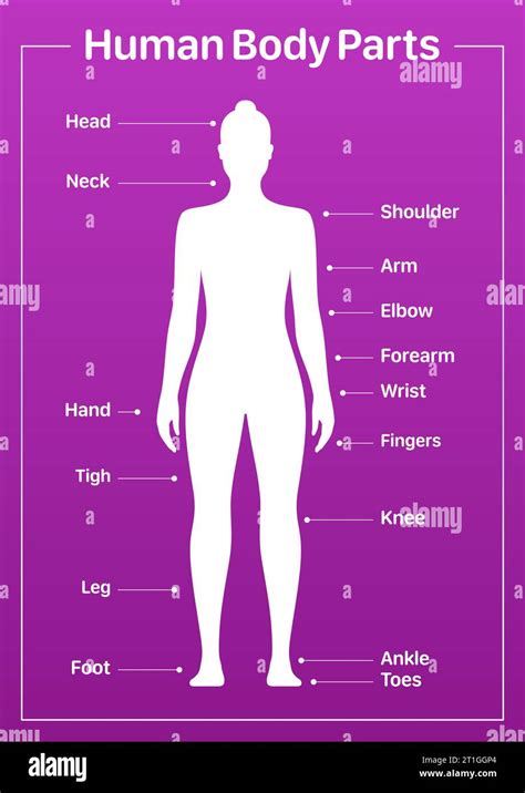 Women Body Parts Diagram