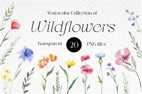Wildflowers Watercolor Clipart PNG Set Graphic By CrossWithMe