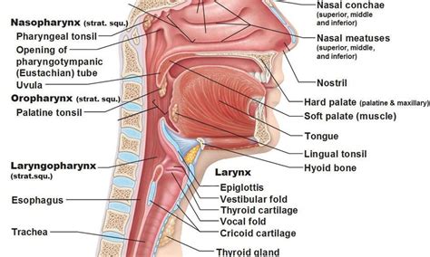 1 Structures Associated With Larynx Respiratory System 2011